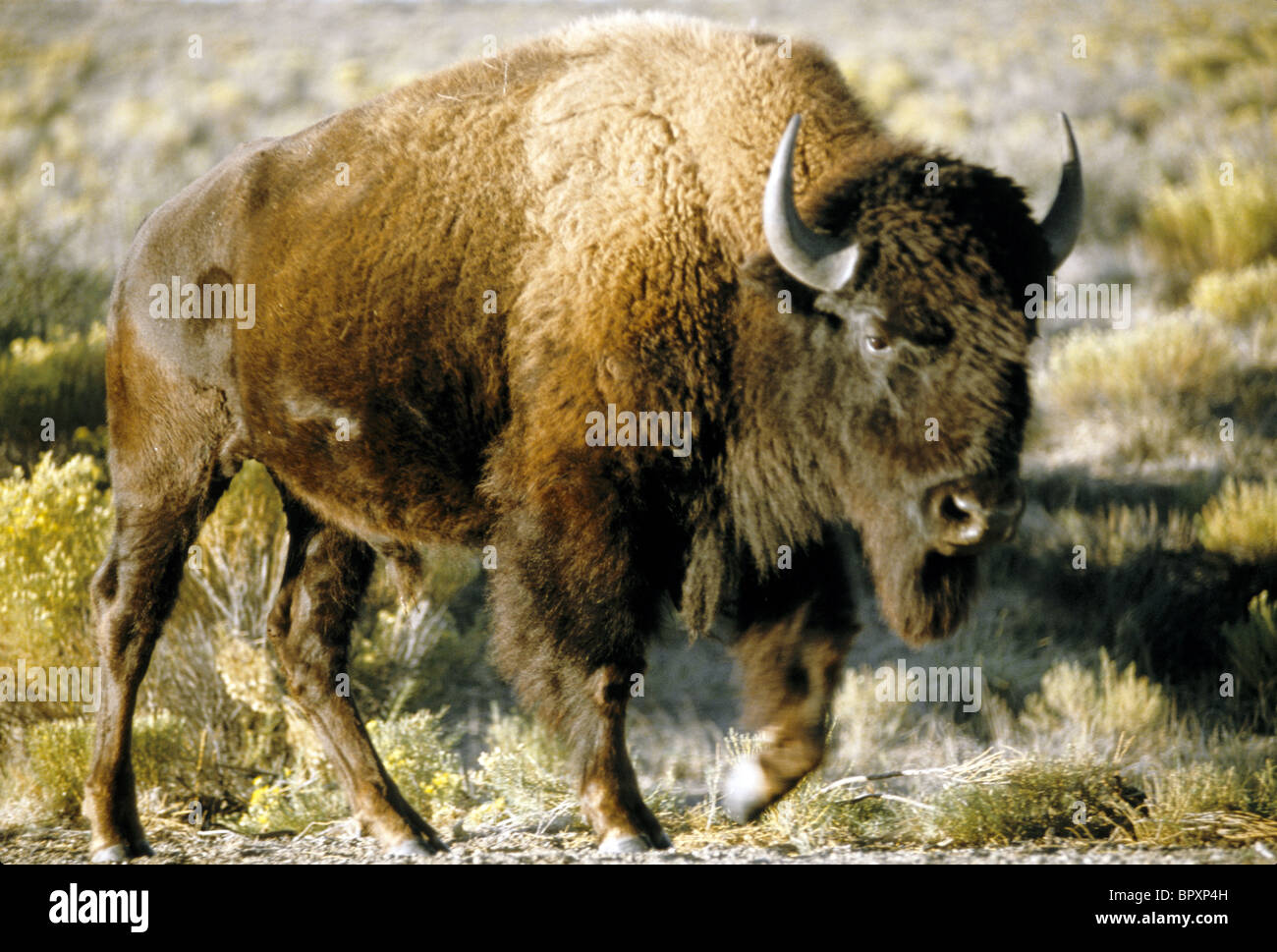 A bison in Great Sand Dunes National Park, Colorado Stock Photo - Alamy