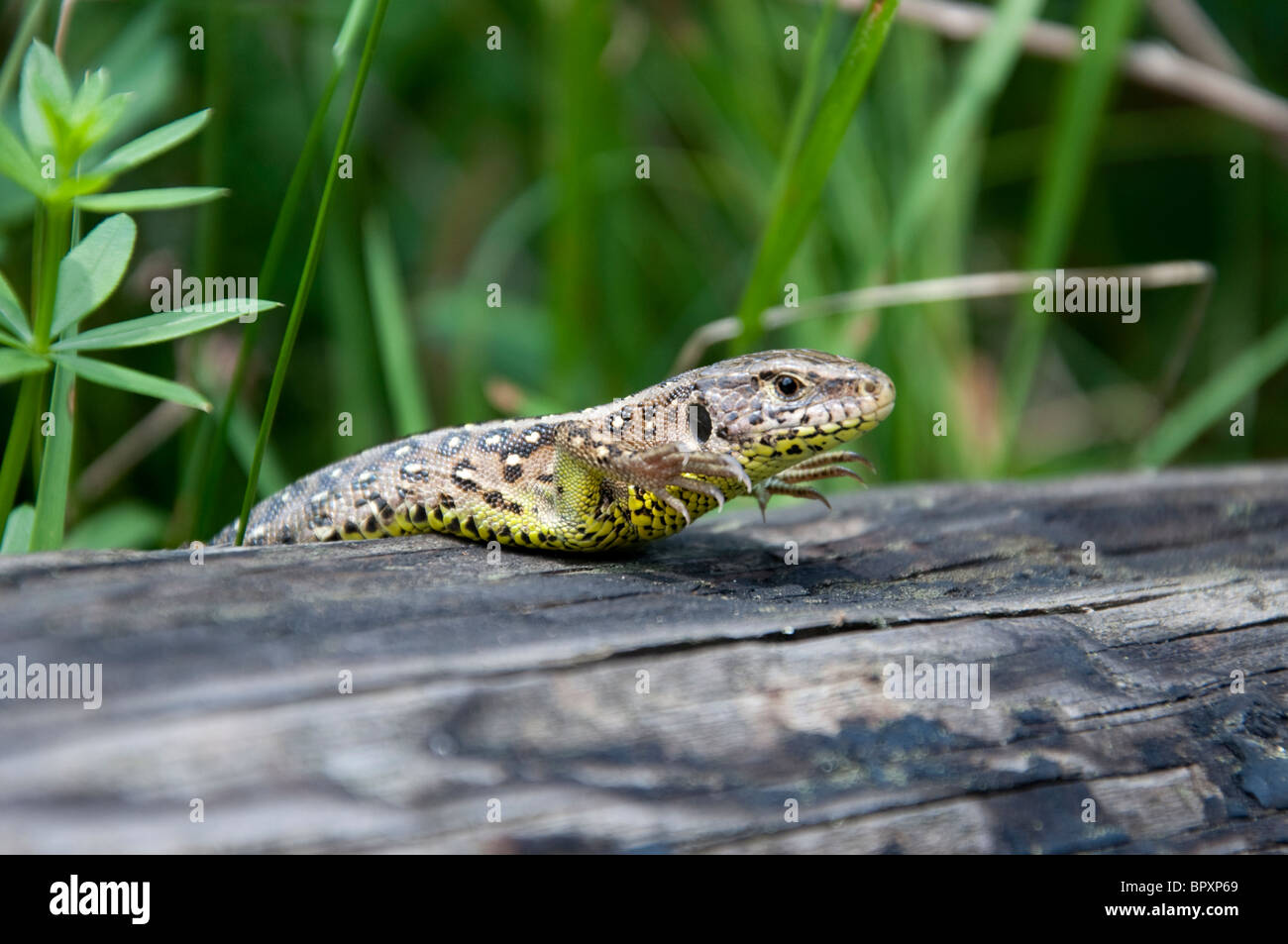 Small Lizard in the Carpathians, Ukraine Stock Photo - Alamy