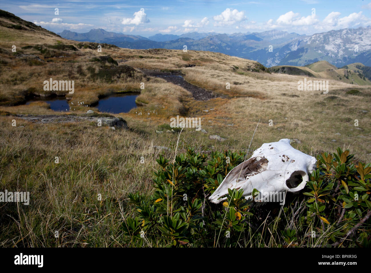 Ibex skull hi-res stock photography and images - Alamy