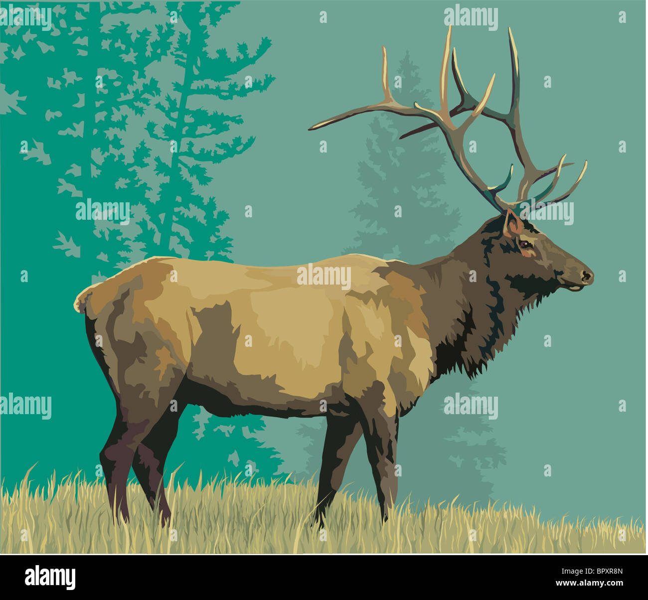 Illustration of an elk Stock Photo - Alamy