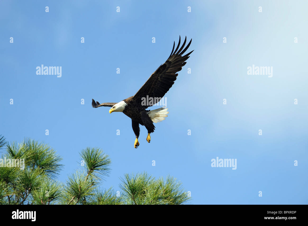 a bald eagle in flight Stock Photo - Alamy