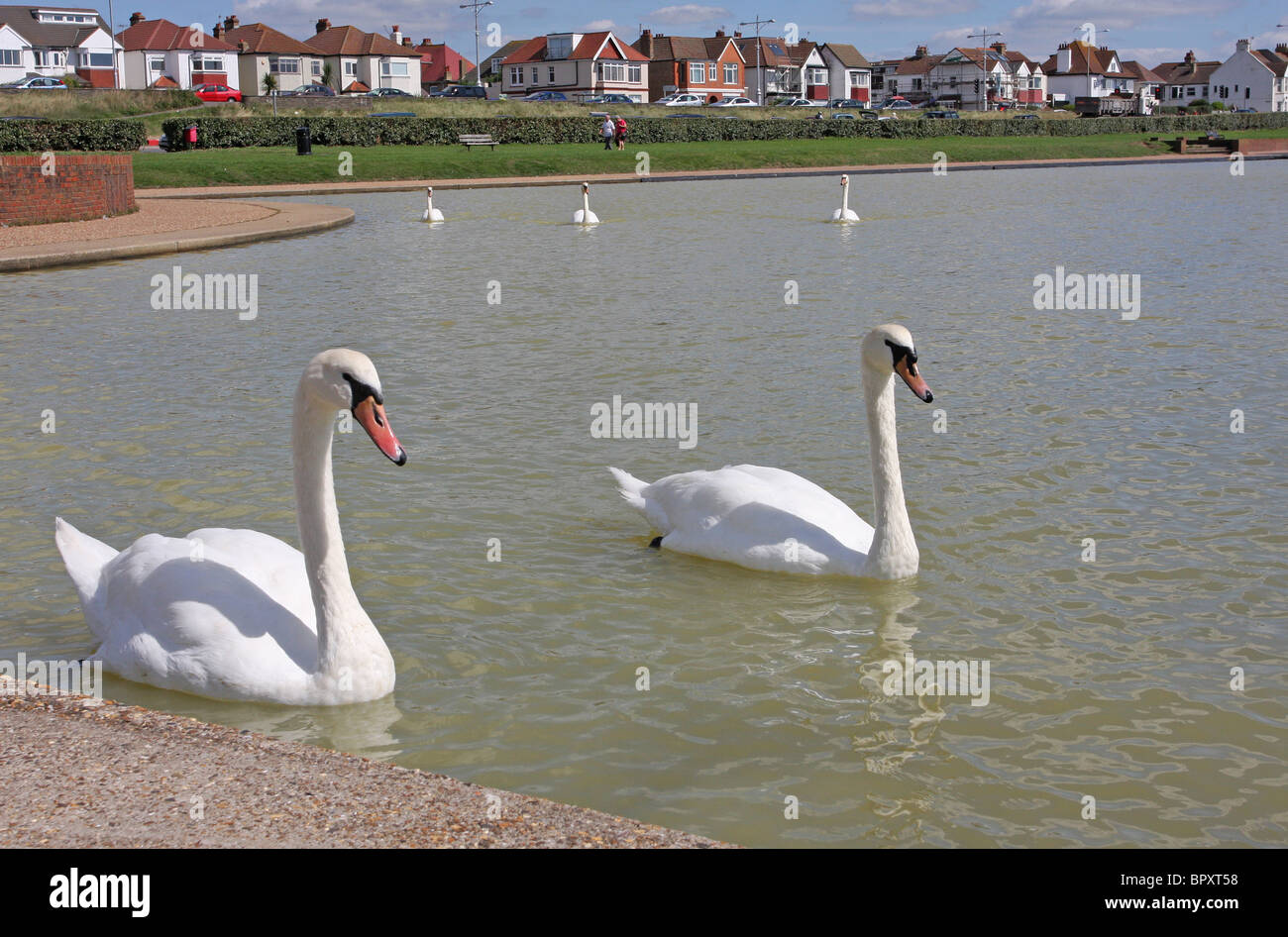 Swan lagoon hi-res stock photography and images - Alamy