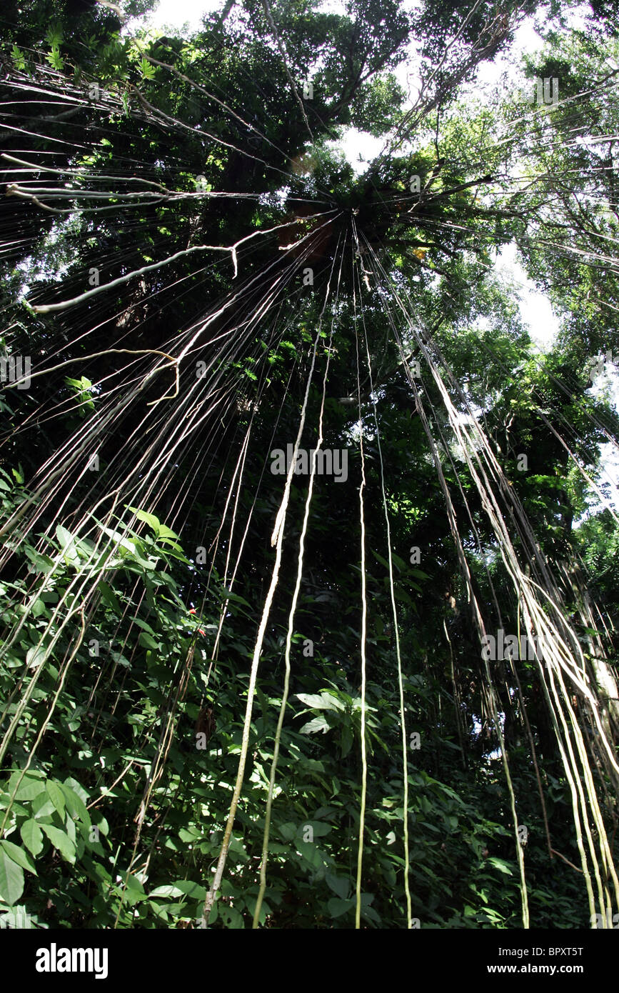 Hawaii creeper hi-res stock photography and images - Alamy