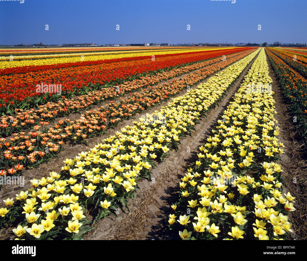 Bulb fields at Lisse, heart of the bulb growing region of Holland's ...