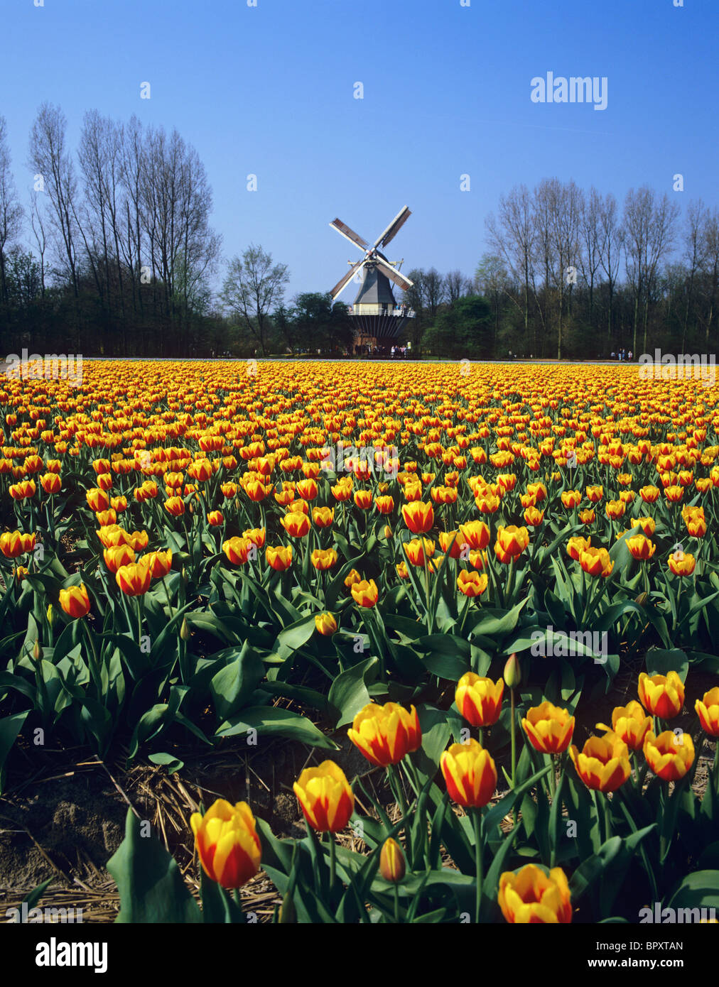 Windmill overlooking bulb fields at Lisse, heart of the bulb growing region of Holland's flower ...