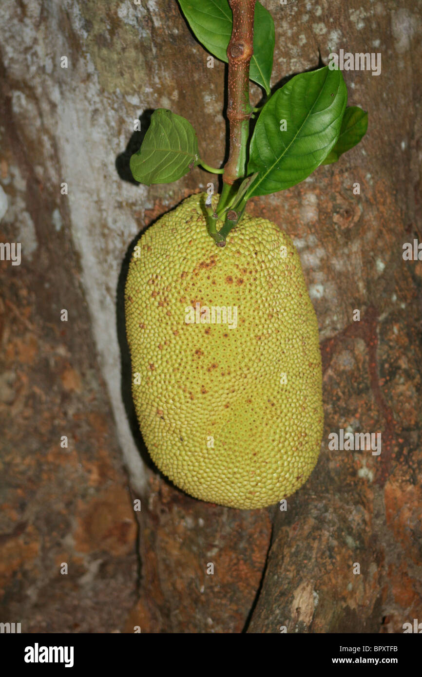 Jungle jack fruit hi-res stock photography and images - Alamy
