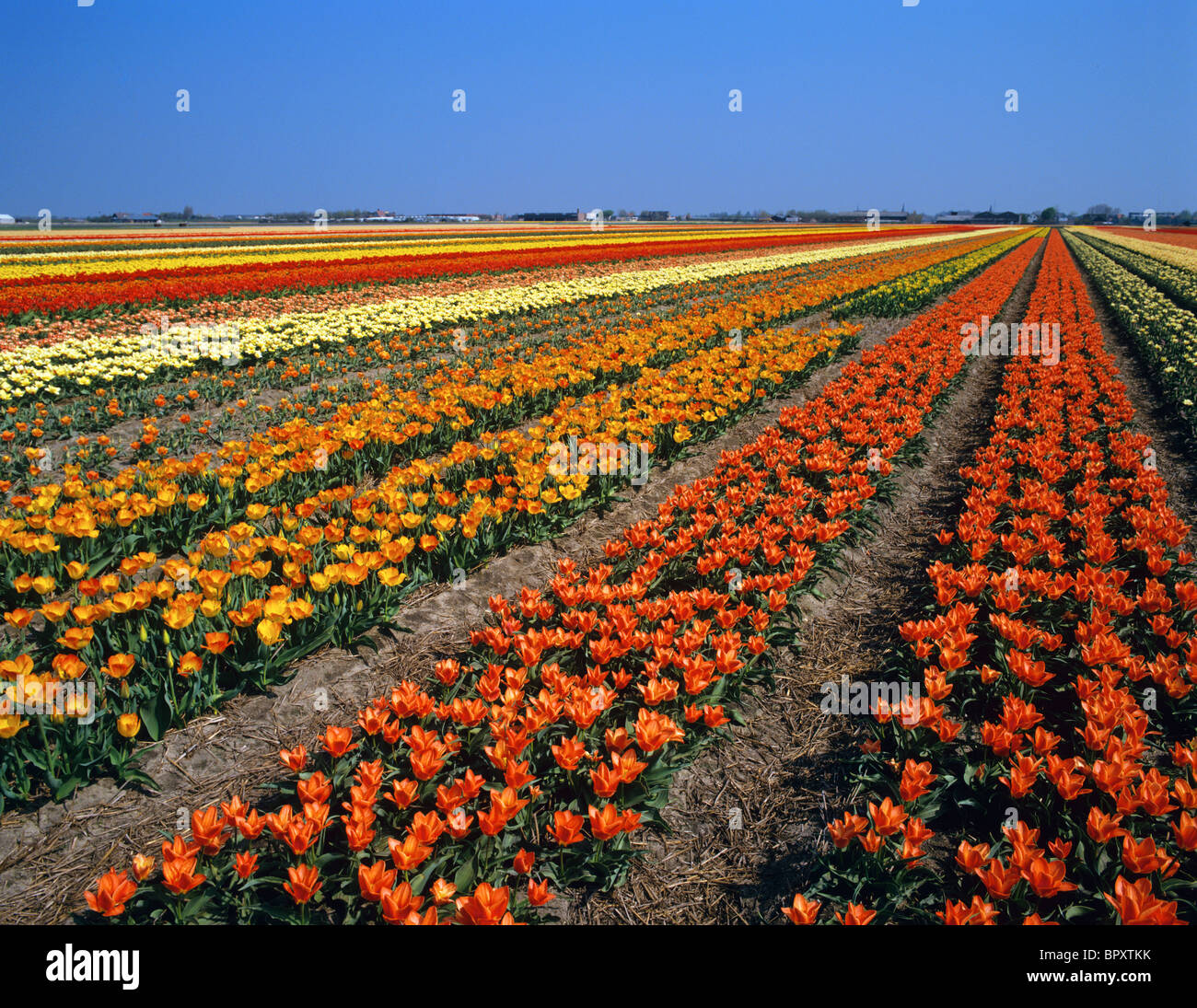 Bulb fields at Lisse, heart of the bulb growing region of Holland's flower industry Stock Photo ...