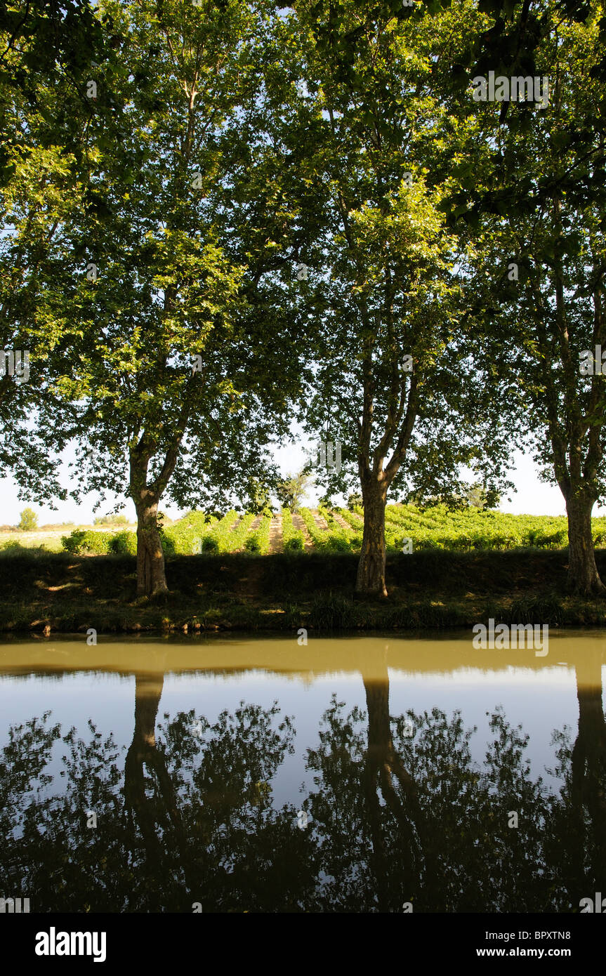 Line of trees alongside river hi-res stock photography and images - Alamy