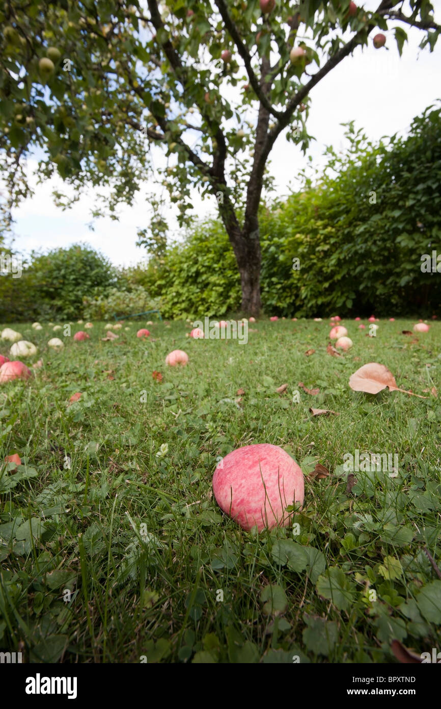 apples in garden Stock Photo - Alamy