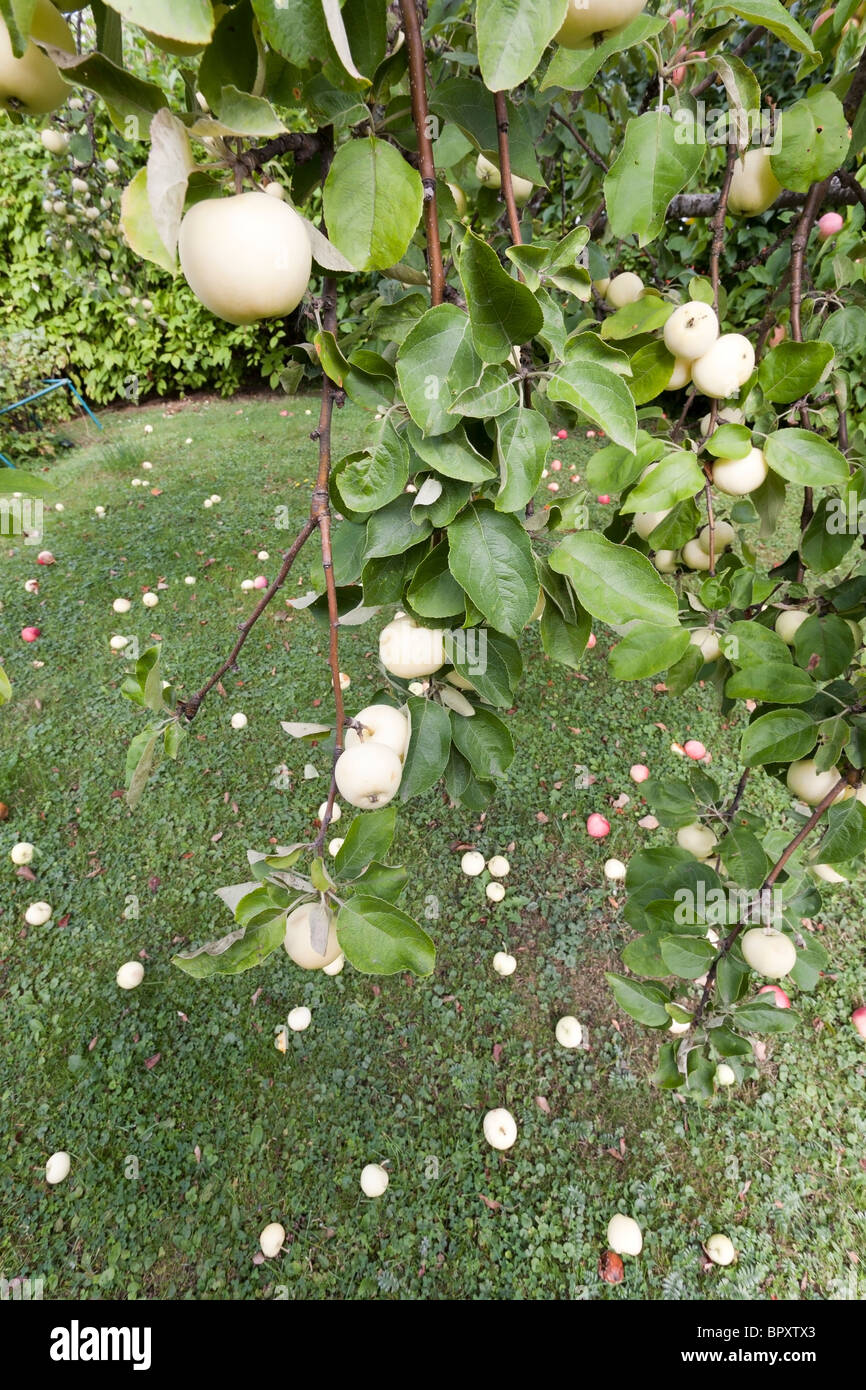 Dropped apples hi-res stock photography and images - Alamy