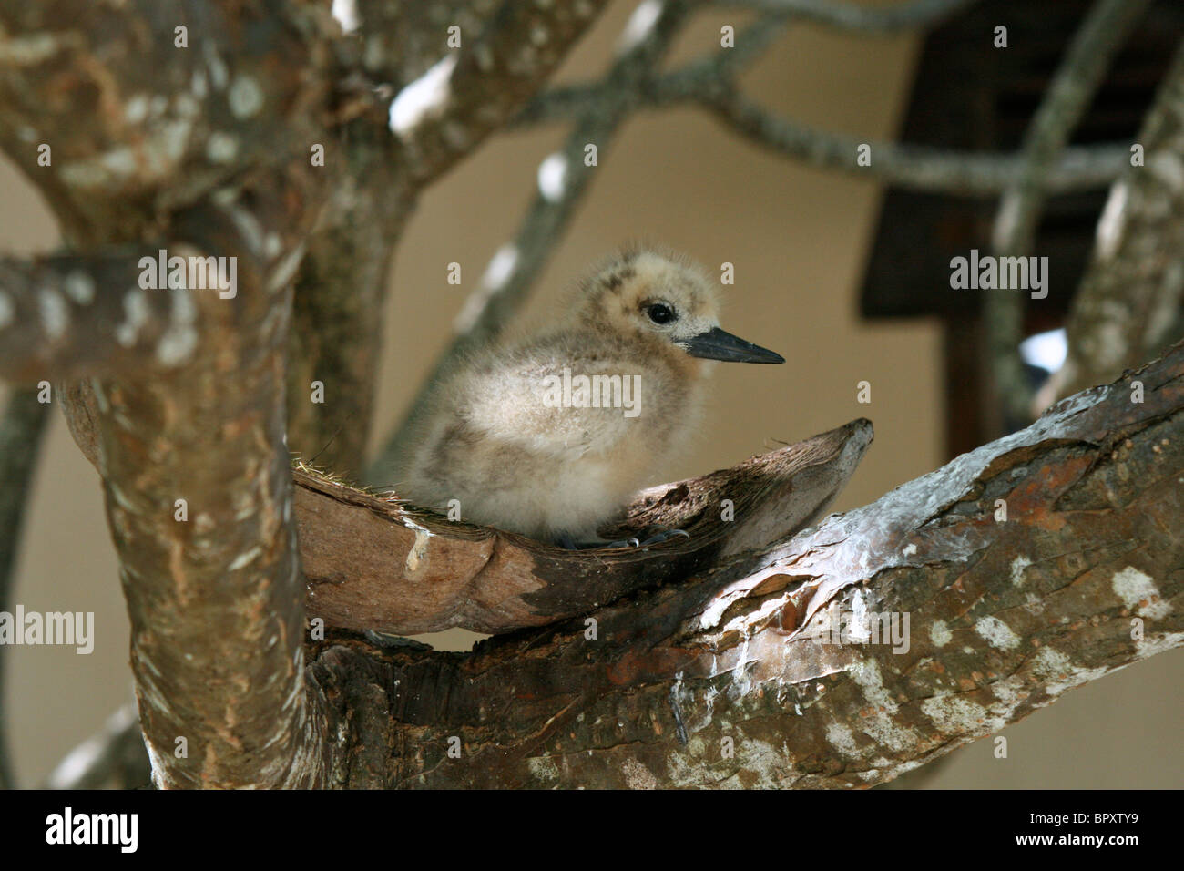 White Tern chick (Gygis alba), also incorrectly known as a Fairy Tern ...