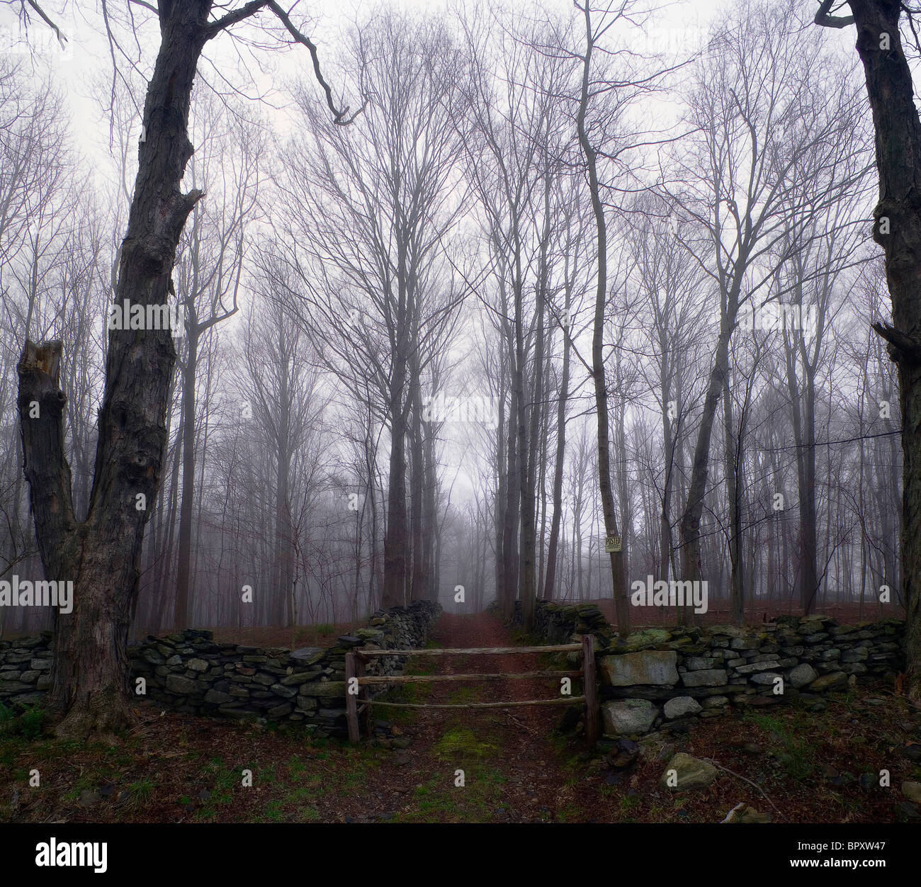 A path between walls leads into a foggy wood on this early Spring ...