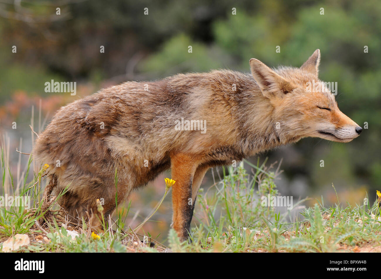 red fox (Vulpes vulpes), is tired, Spain, Andalusia, Naturpark Sierra ...