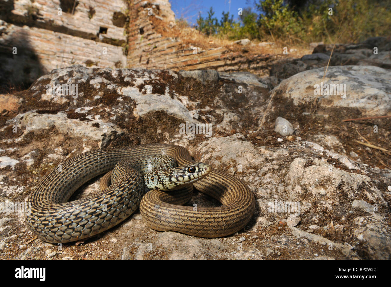 Balkan whip snake (Coluber gemonensis), in front of the ruins of a ...