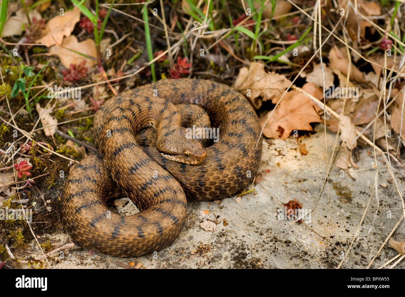 Aspic viper vipera aspis hi-res stock photography and images - Alamy