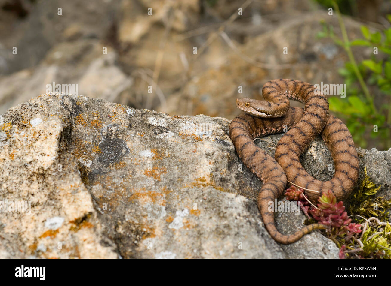 Asp viper vipera aspis snake hi-res stock photography and images - Alamy