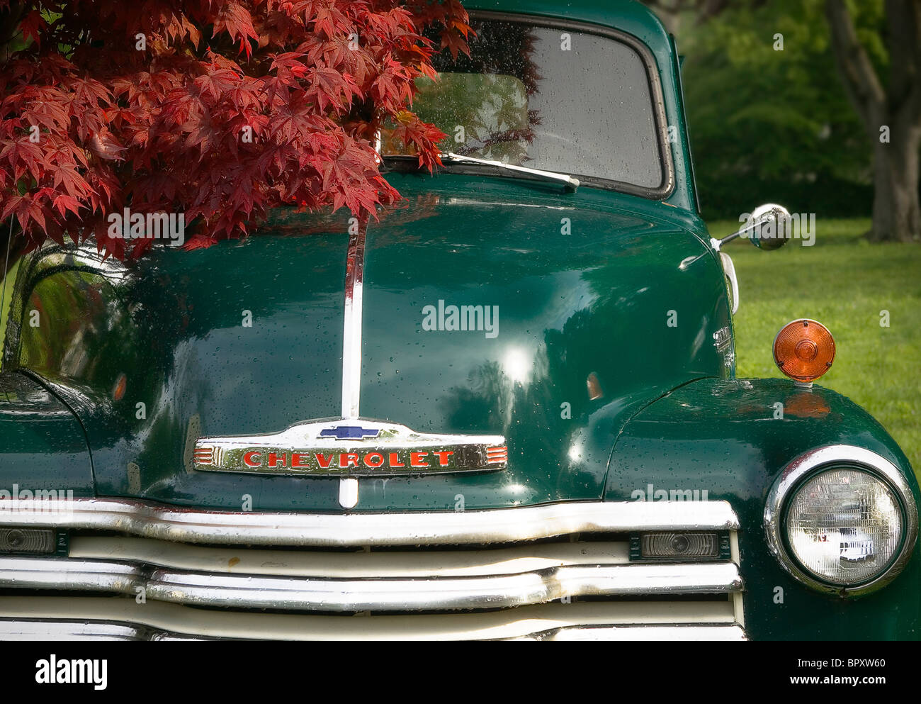 Green Chevy pickup truck under Japanese Maple Stock Photo - Alamy