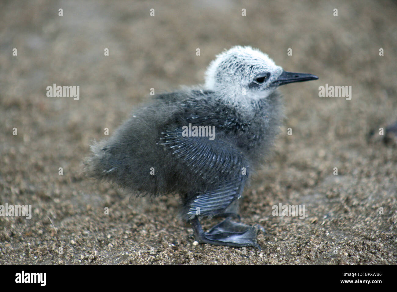 Brown, or Common Noddy chick (Anous stolidus) fallen from its nest in ...