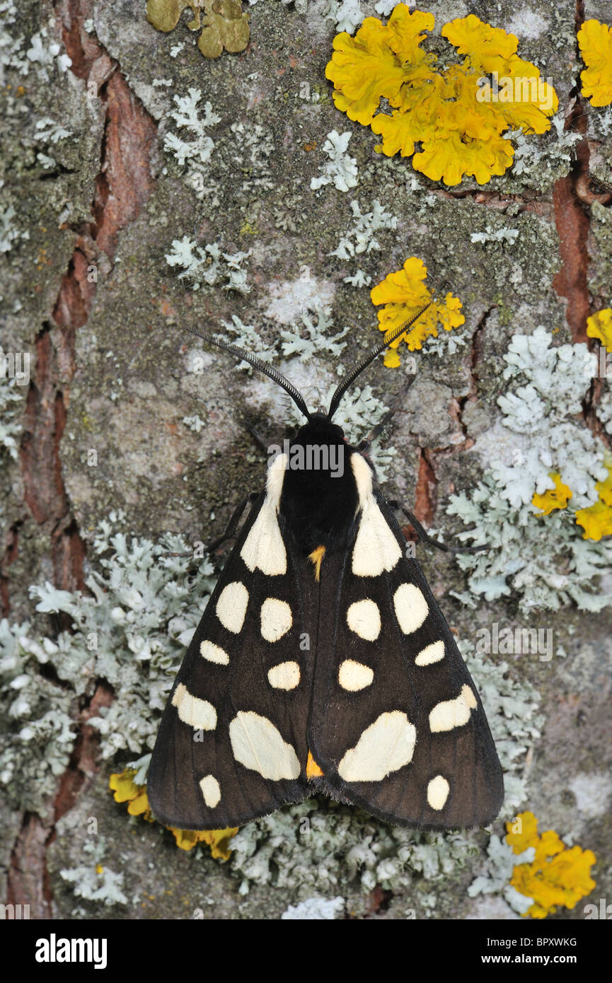 Cream-spot tiger moth (Epicallia villica - Arctia villica) - On bark of ...