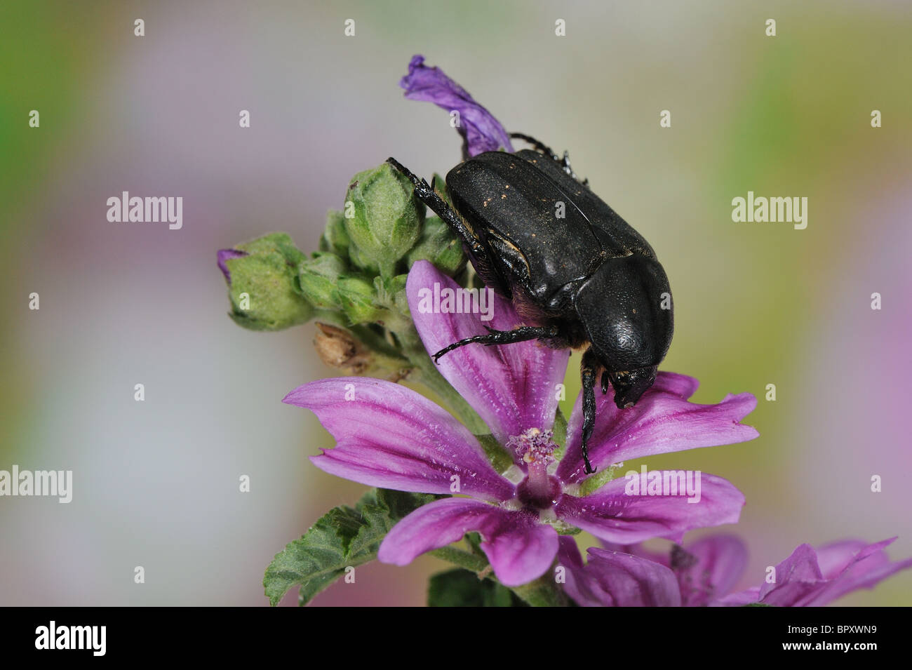 Black rose chafer hi-res stock photography and images - Alamy