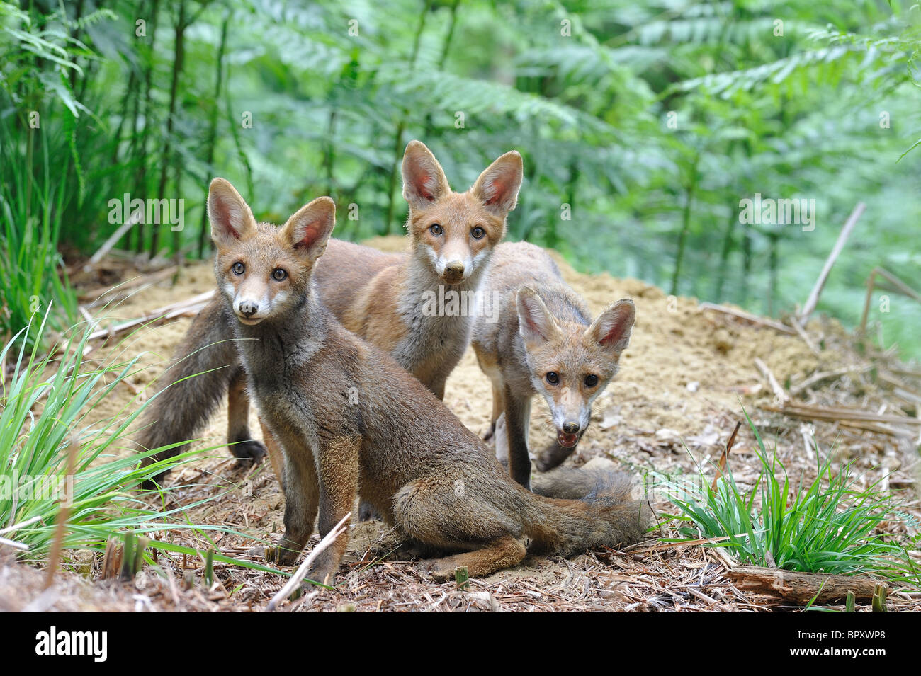 Common red fox (Vulpes vulpes) - Trio of five-month-old cubs standing ...