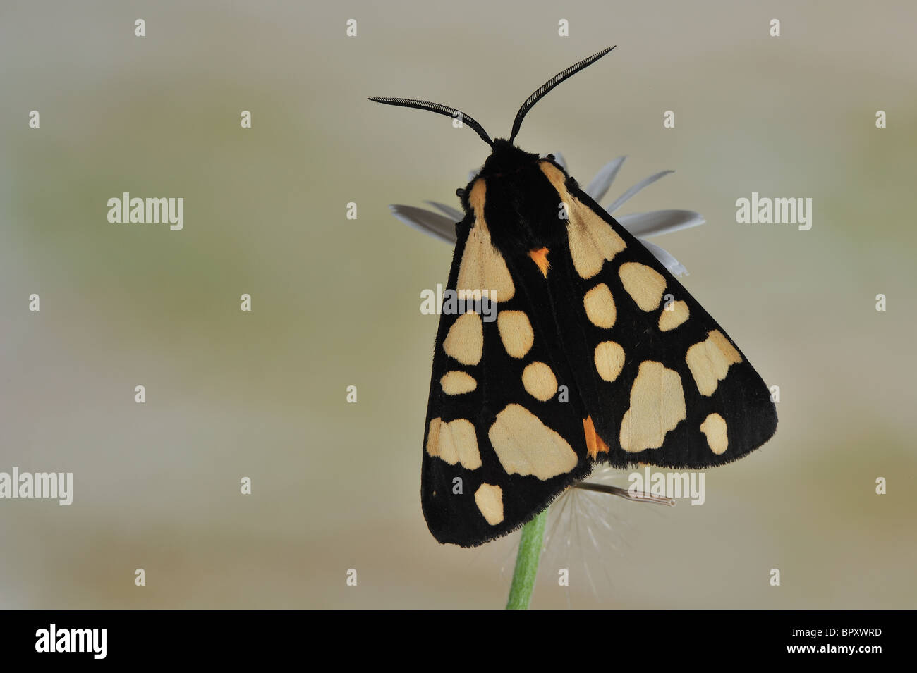 Cream-spot tiger moth (Epicallia villica - Arctia villica) on a flower ...
