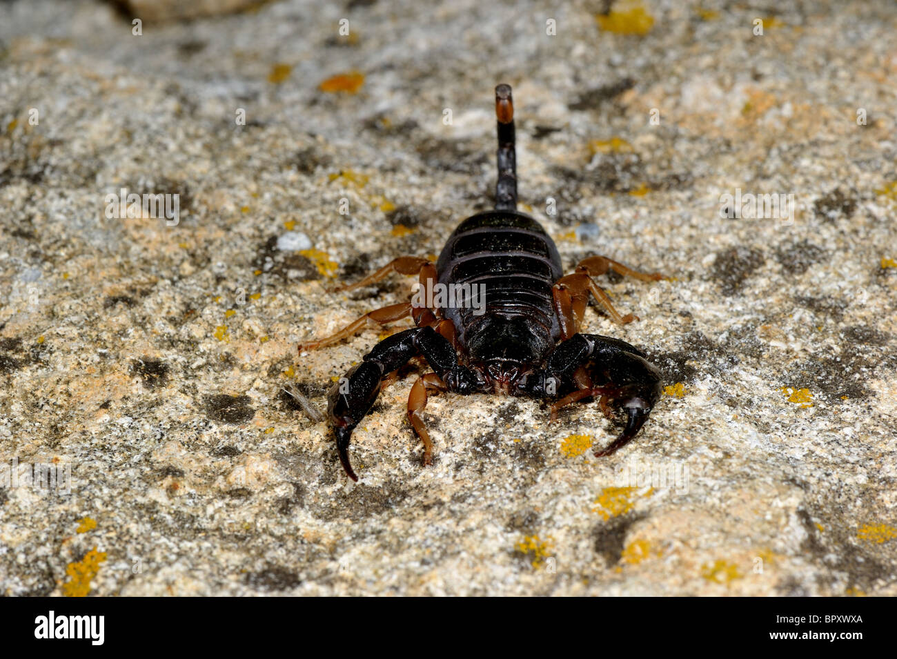 European yellow-tailed scorpion (Euscorpius flavicaudis) - Summer ...