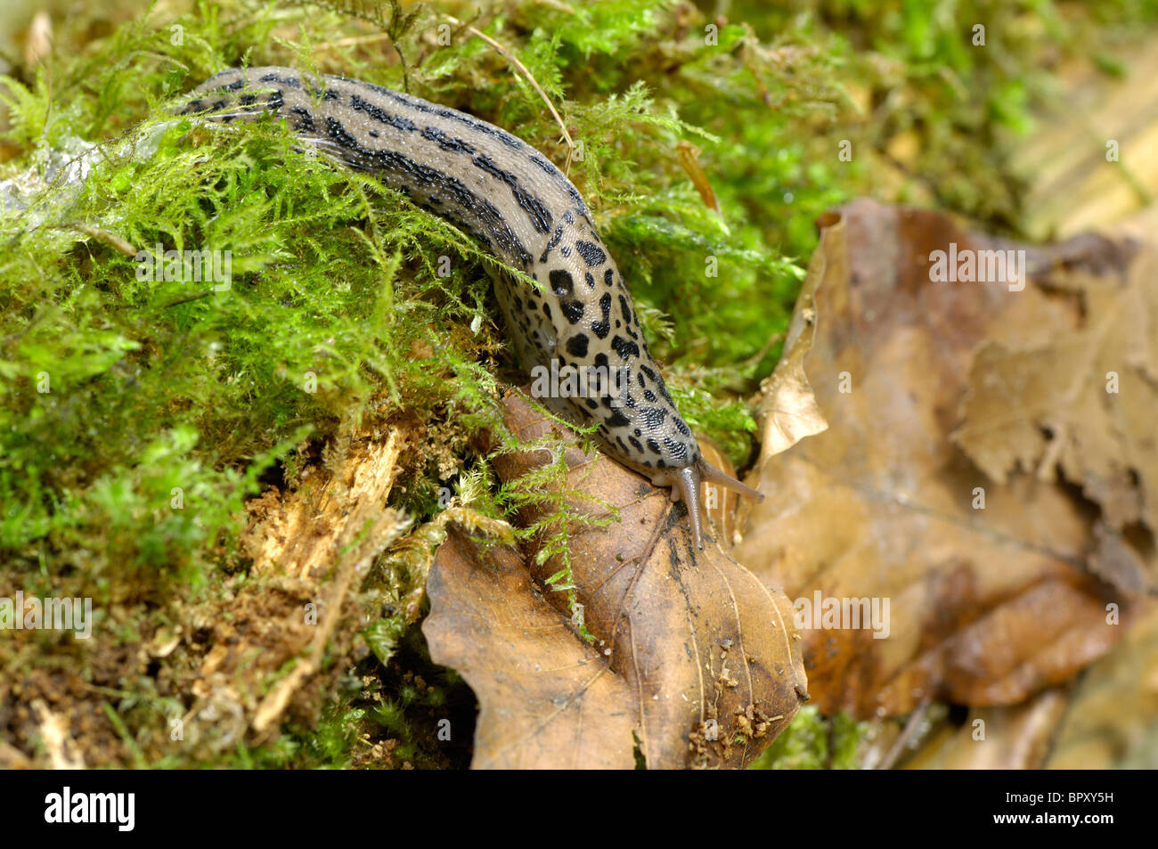 Giant garden slug - Spotted leopard slug - Great grey slug (Limax ...