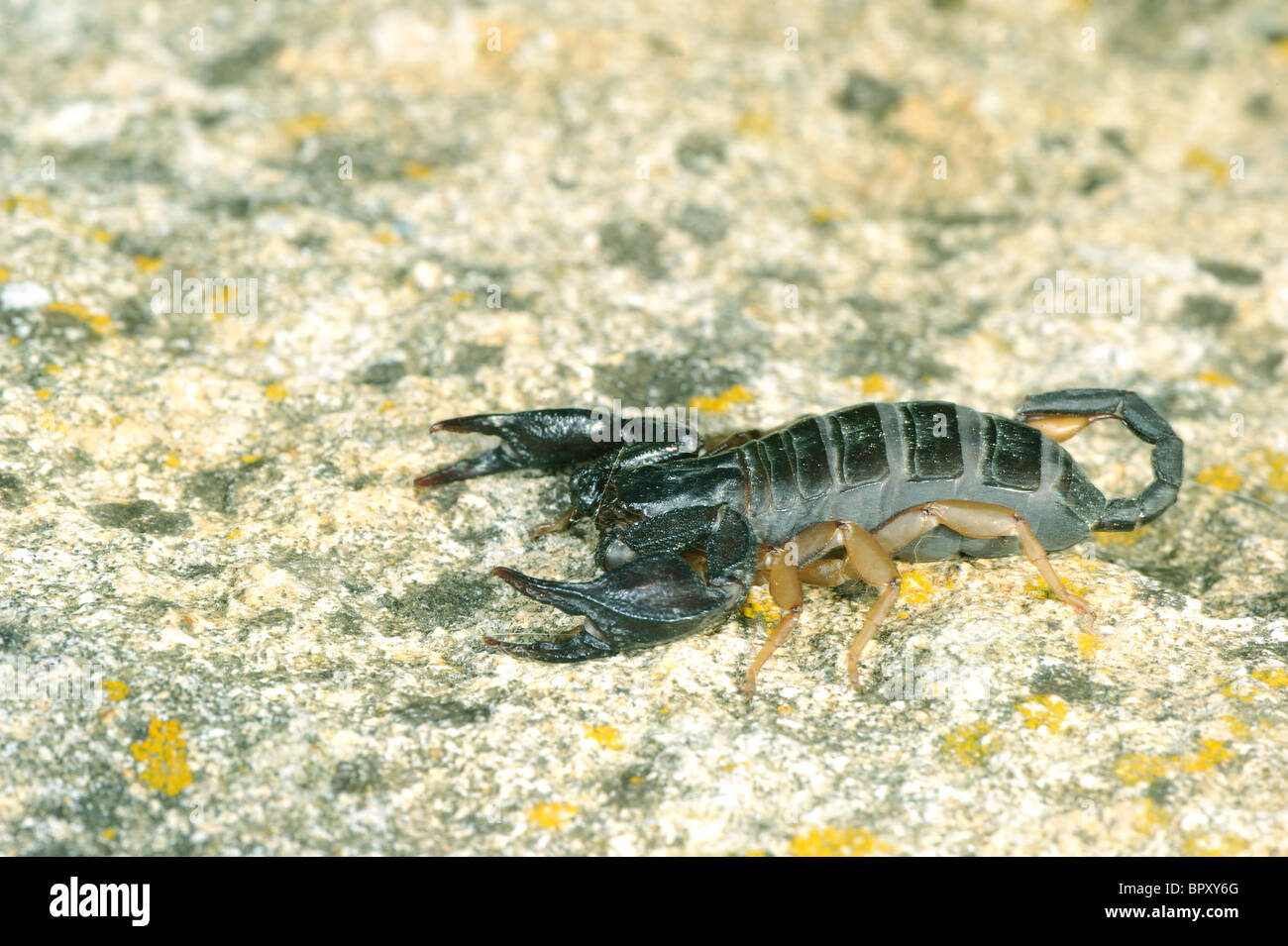 European yellow-tailed scorpion (Euscorpius flavicaudis) - Summer ...