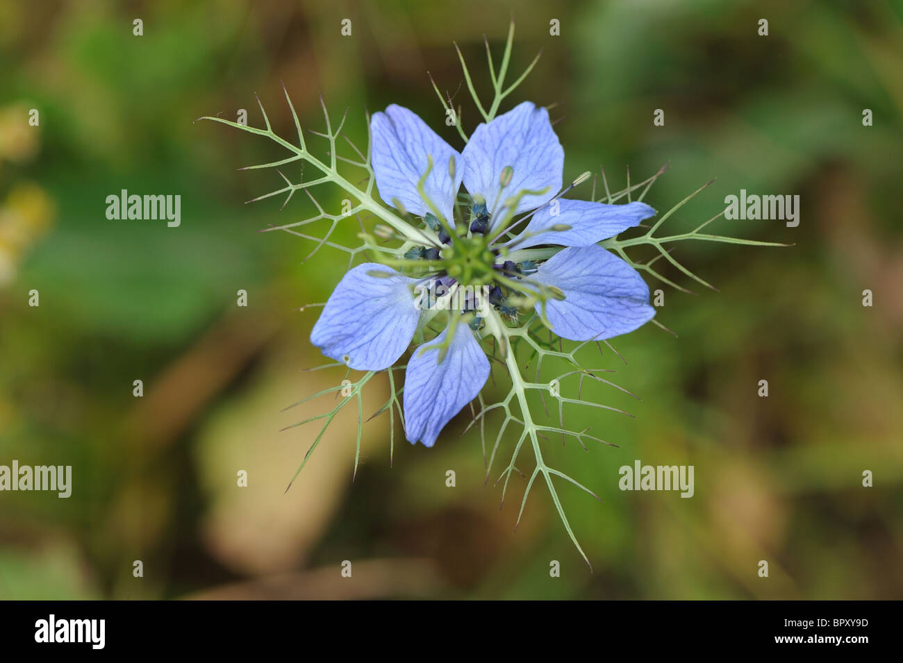 Love-in-a-mist - Mulberry Rose - Devil-in-a-Bush (Nigella damascena ...