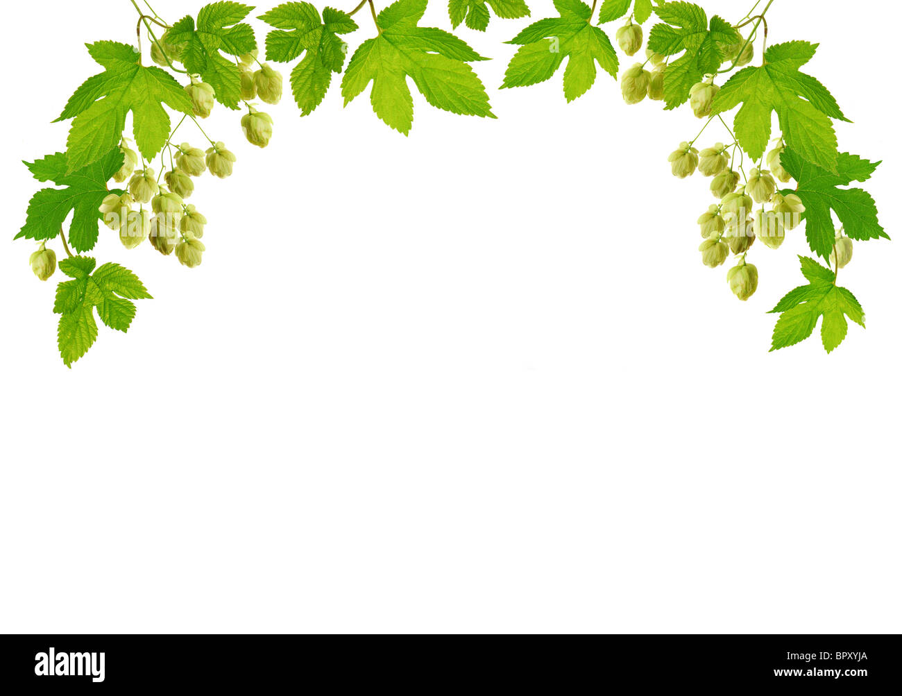 Fresh hop border Stock Photo - Alamy