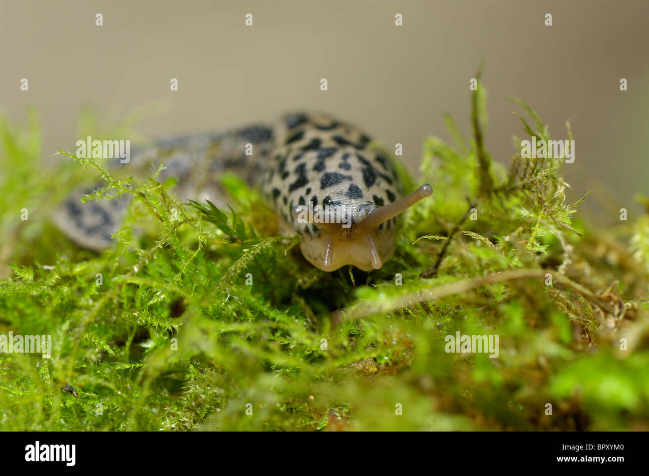Great grey slug limax maximus hi-res stock photography and images - Alamy