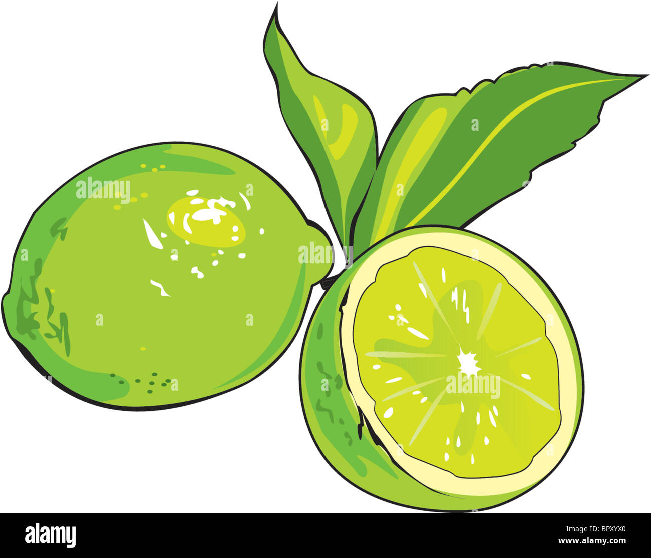 Lime Drawing