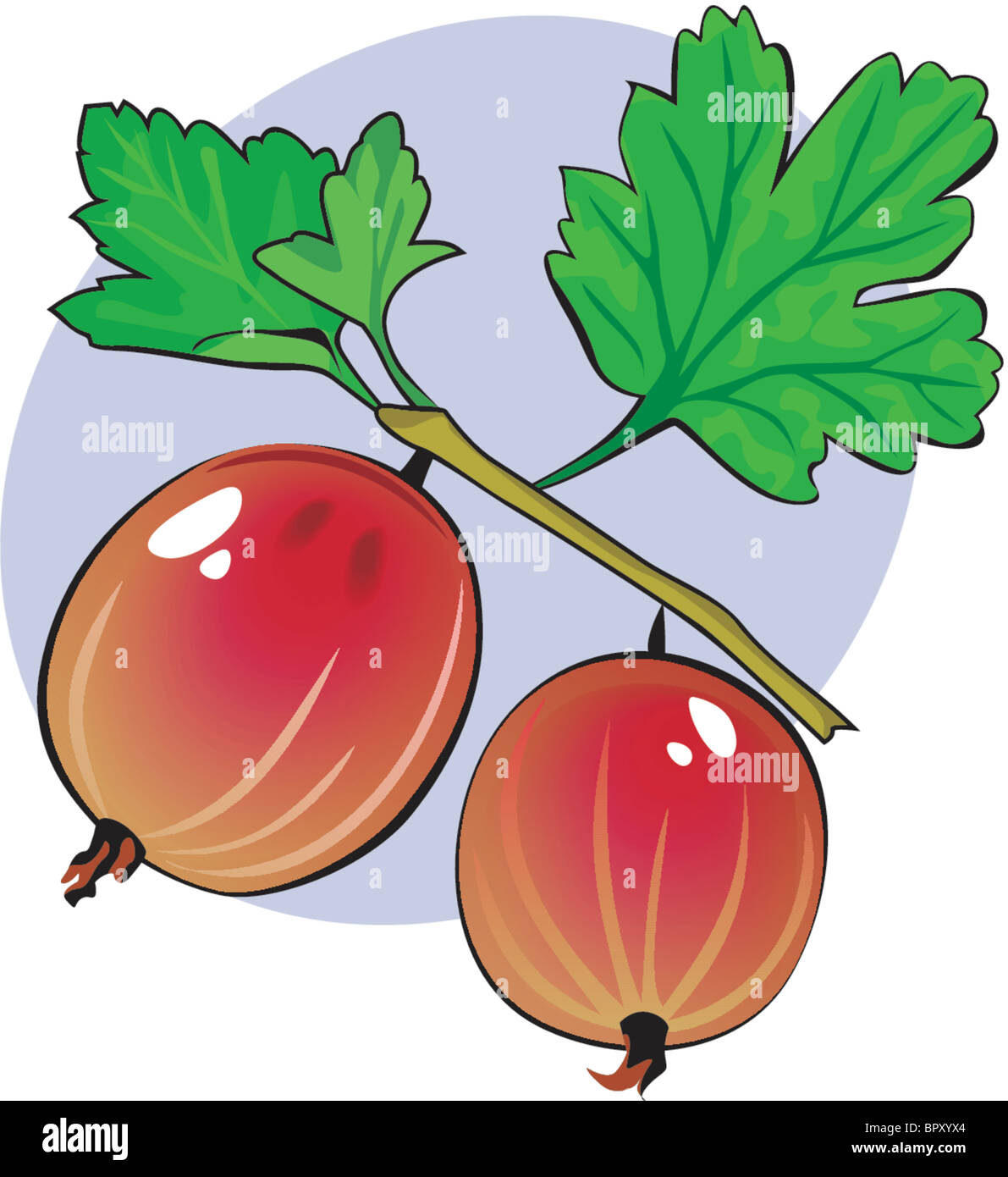 A drawing of gooseberries Stock Photo - Alamy