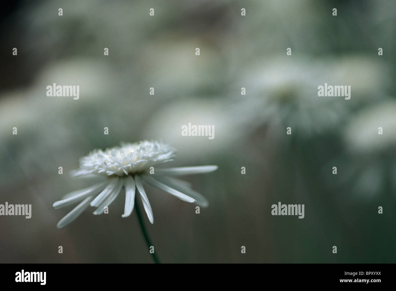 close up of a single Shasta Daisy flower Stock Photo - Alamy