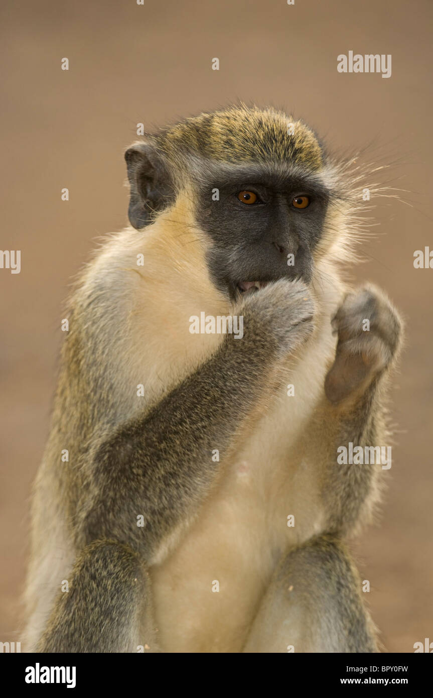 Callithrix monkey or Green monkey, Cercopithecus (aethiops) sabaeus ...
