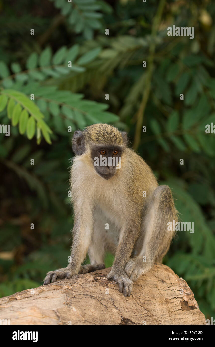 Niokolo Koba National Park Senegal Africa High Resolution Stock ...