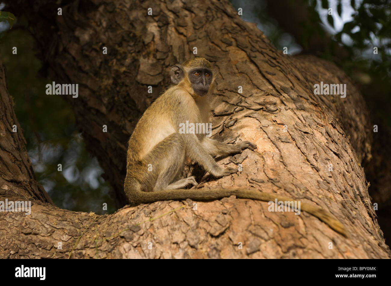 Callithrix monkey or Green monkey, Cercopithecus (aethiops) sabaeus ...