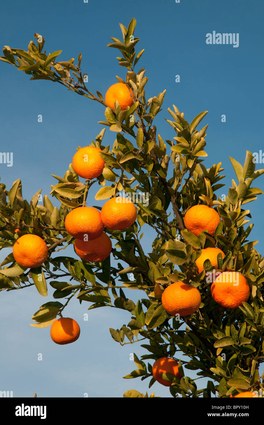 Ripe mandarins on a tree in the Sunraysia/Riverina, Murray River ...