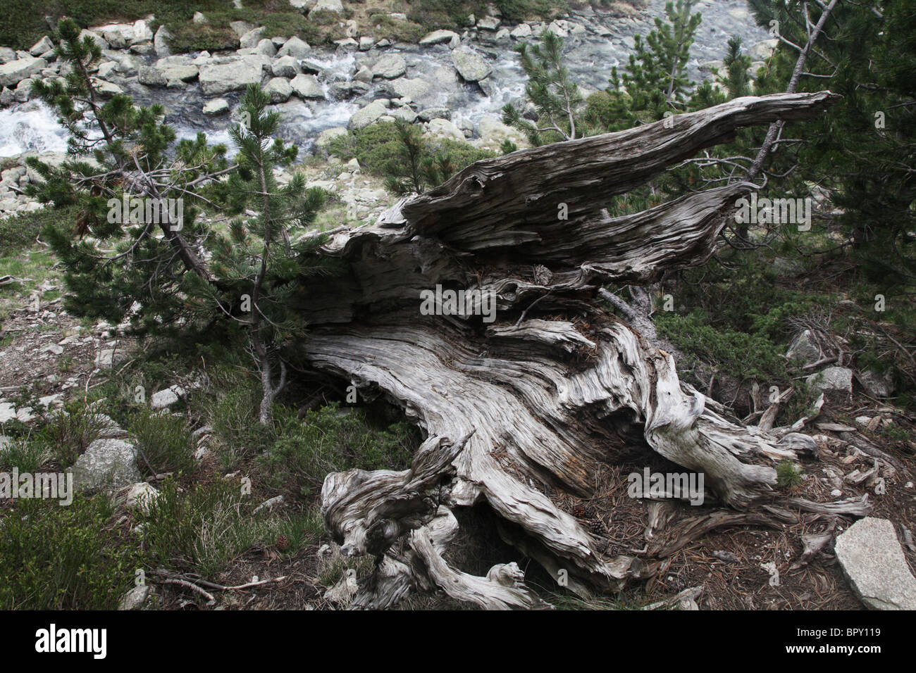 Dead tree split sun scorched bark detail shards subalpine forest ...
