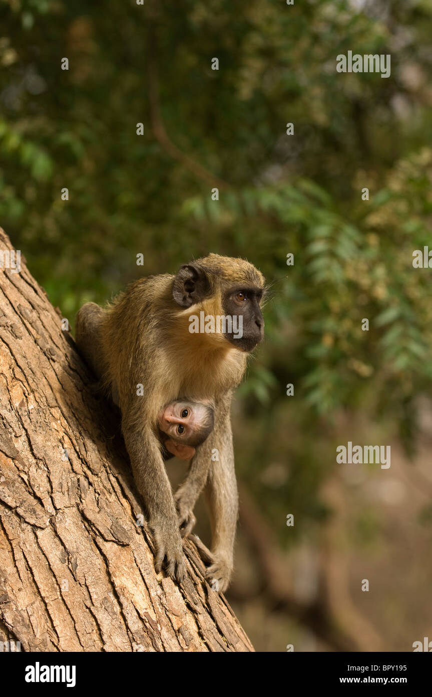 Callithrix monkey or Green monkey, Cercopithecus (aethiops) sabaeus ...