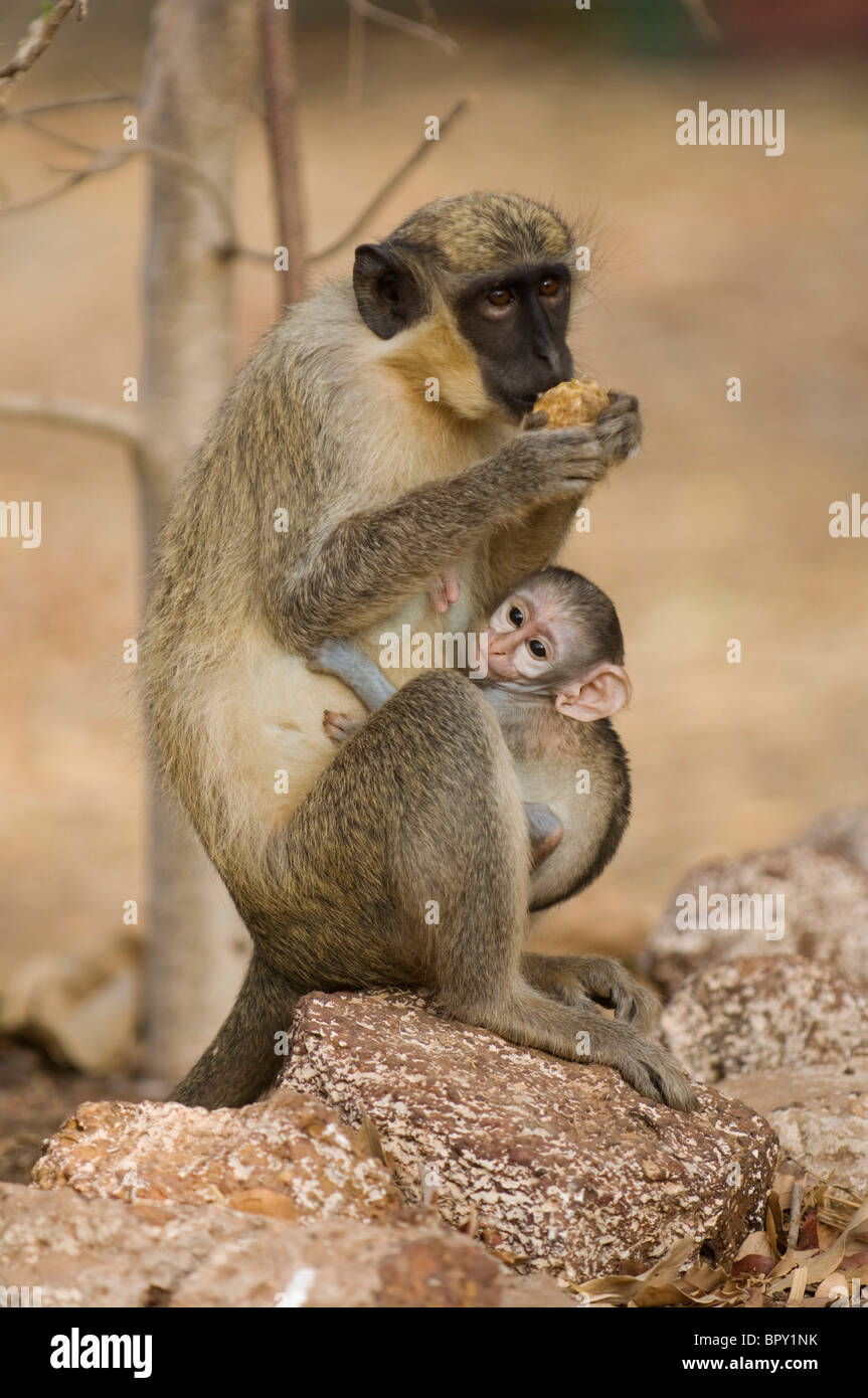Callithrix monkey or Green monkey, Cercopithecus (aethiops) sabaeus ...