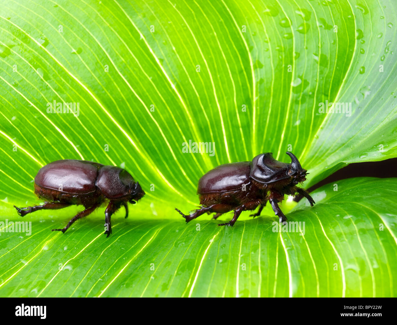 Couple of Rhino or Scarab beetles on a big green leaf Stock Photo - Alamy