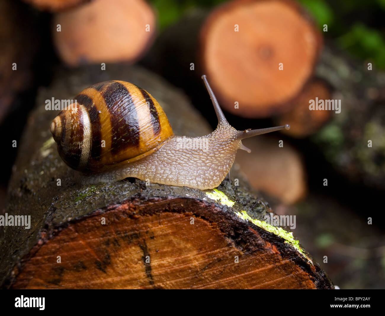 Snail crawling on the tree bark after spring rain somewhere in the ...