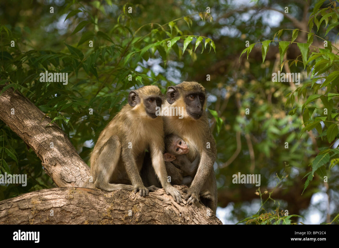 Callithrix monkey or Green monkey, Cercopithecus (aethiops) sabaeus ...