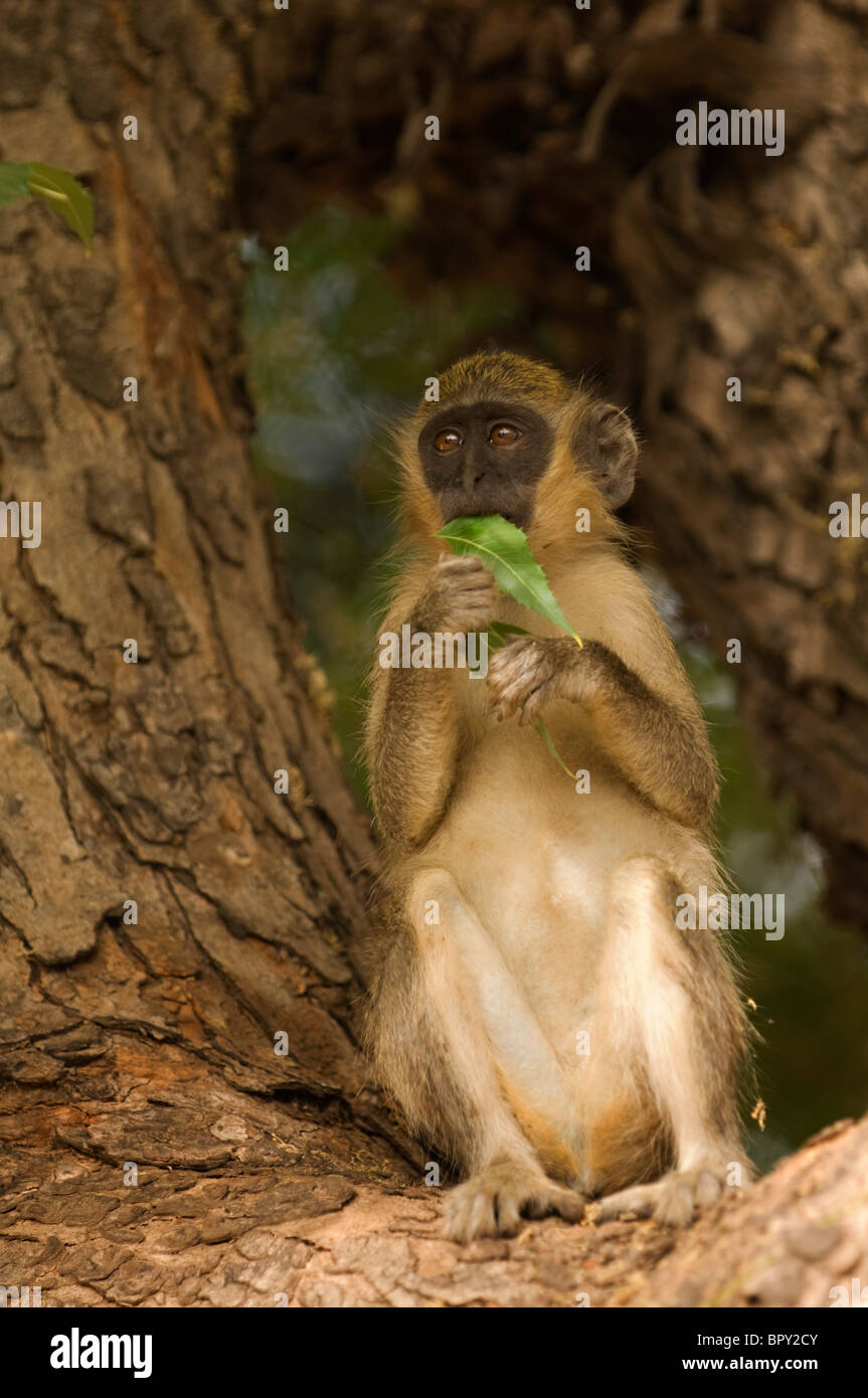 Cercopithecus aethiops sabaeus hi-res stock photography and images - Alamy