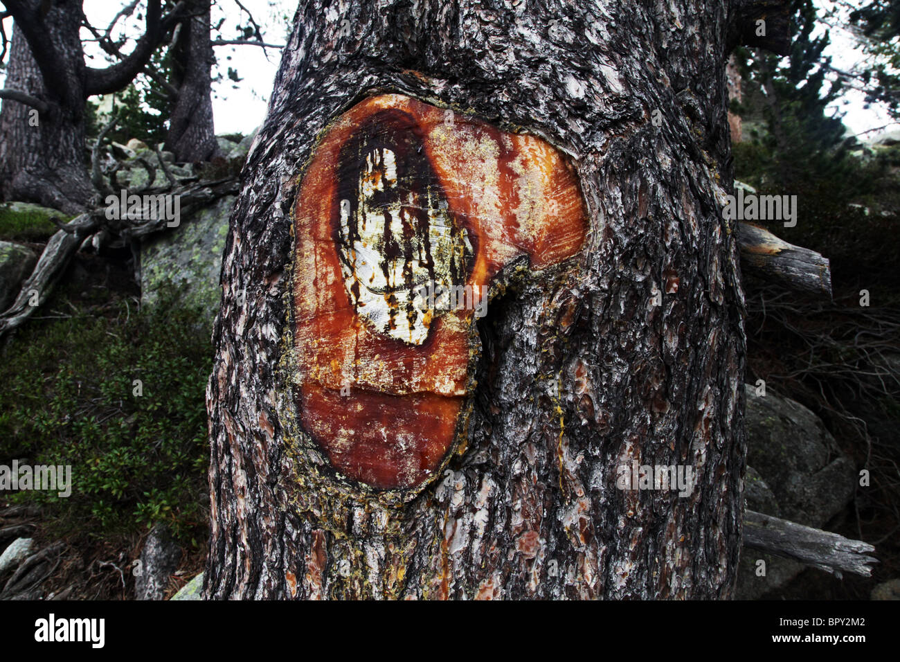 Cut branch tree bark running sap dried detail brown sticky Stock Photo ...