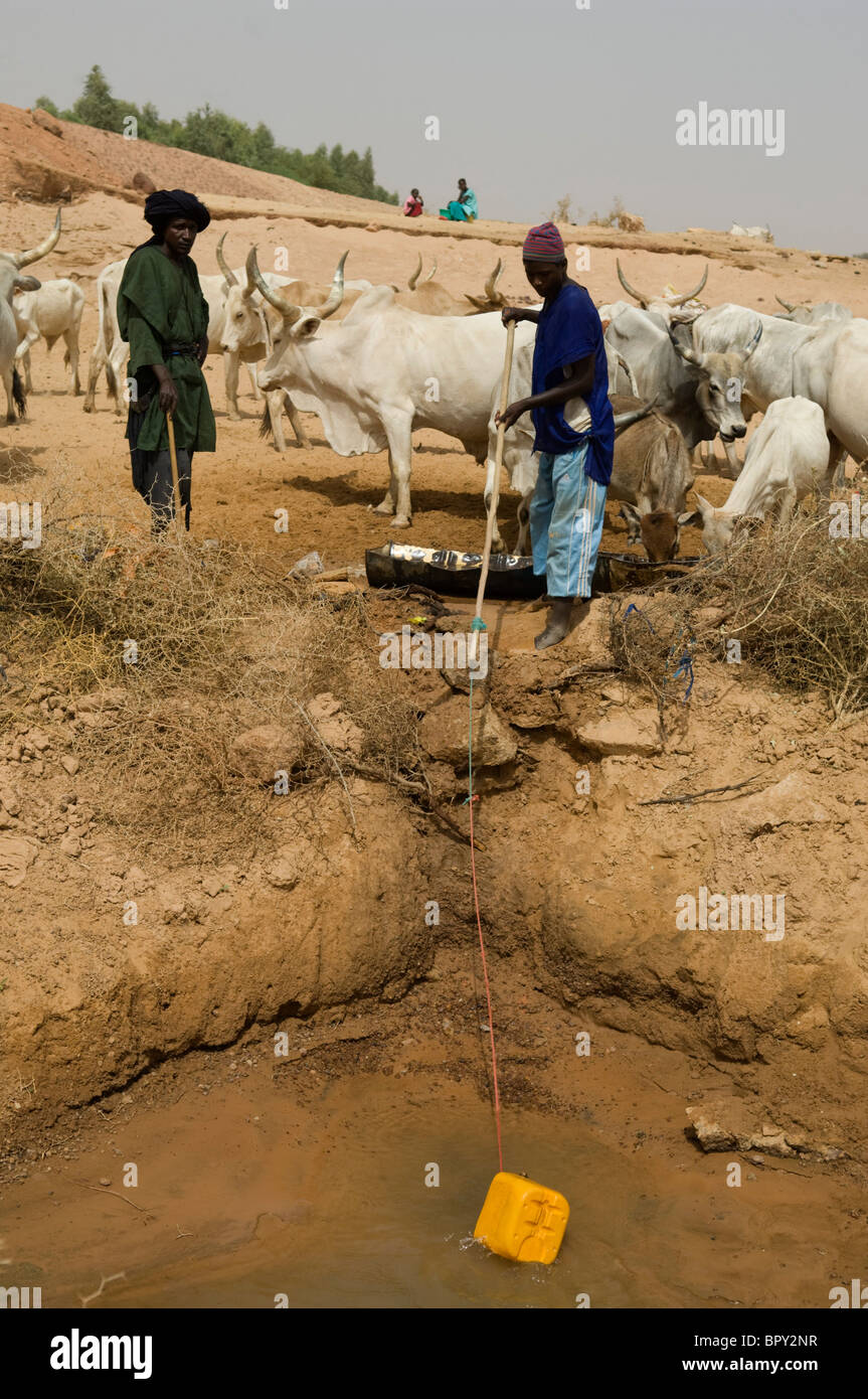 people collect water and bring cattle to a well in the sahel region of ...