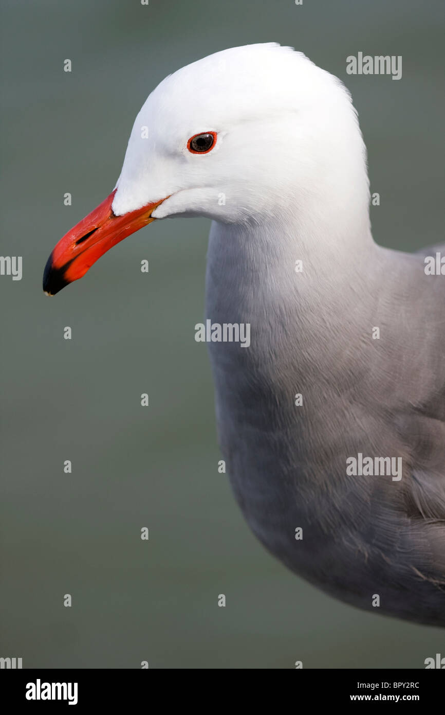 Seagull with background of the sea Stock Photo - Alamy