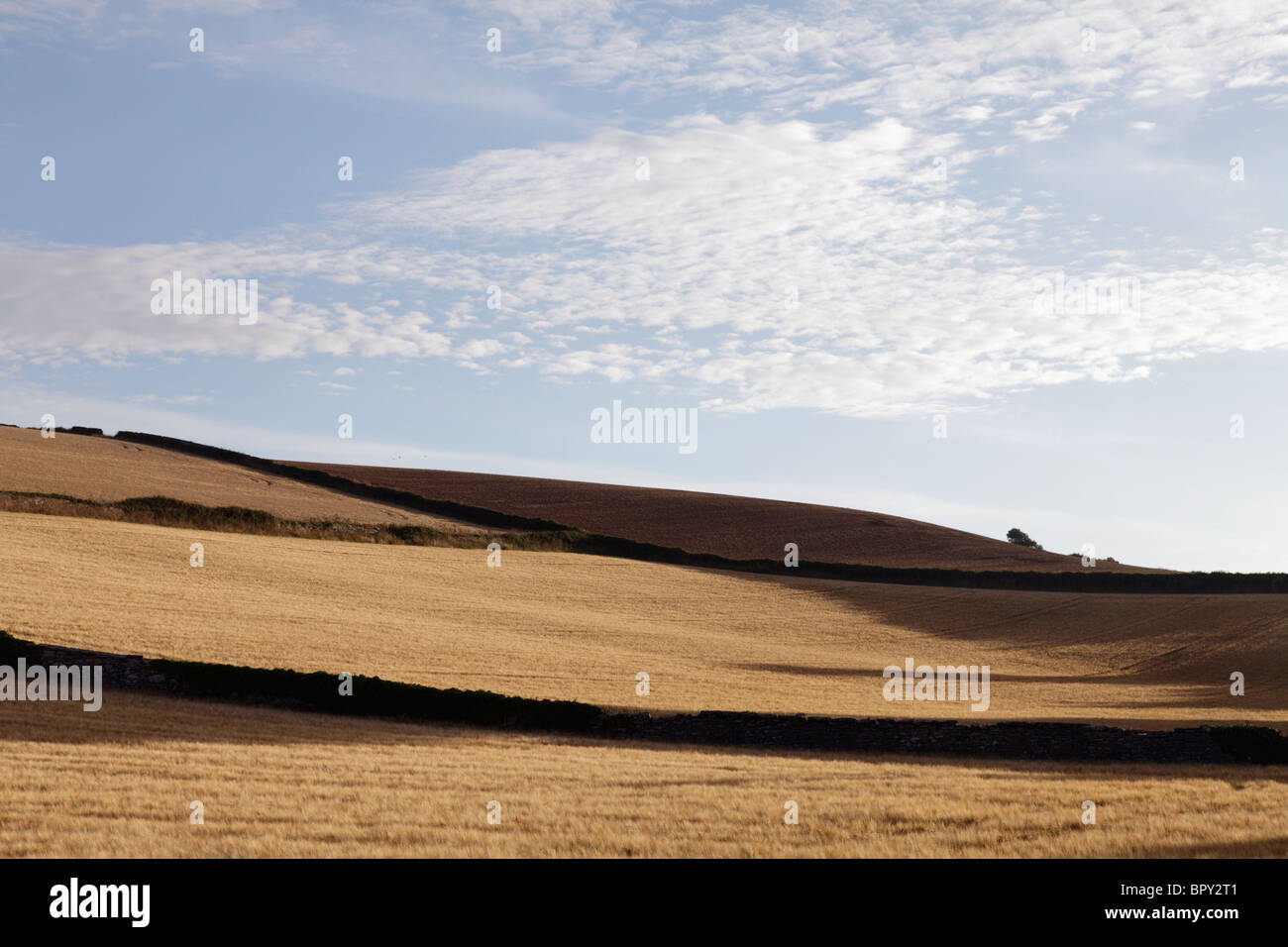 Wheat fields in Devon Stock Photo - Alamy